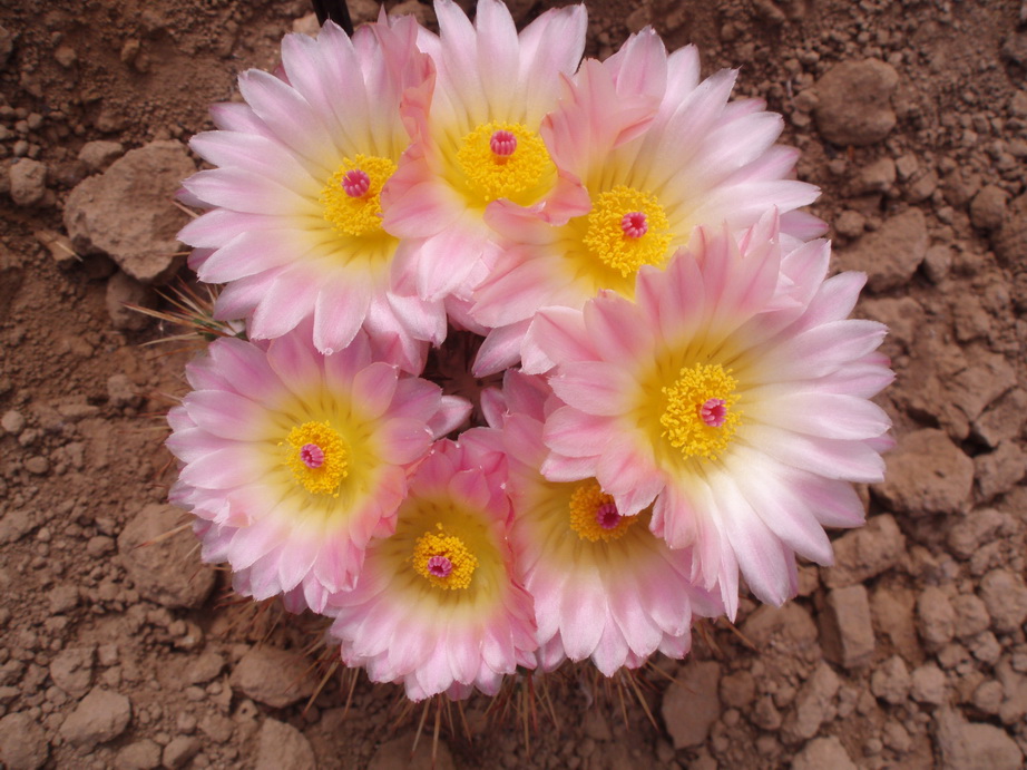 Fleurs du moment | Cactuseraie de Creismeas